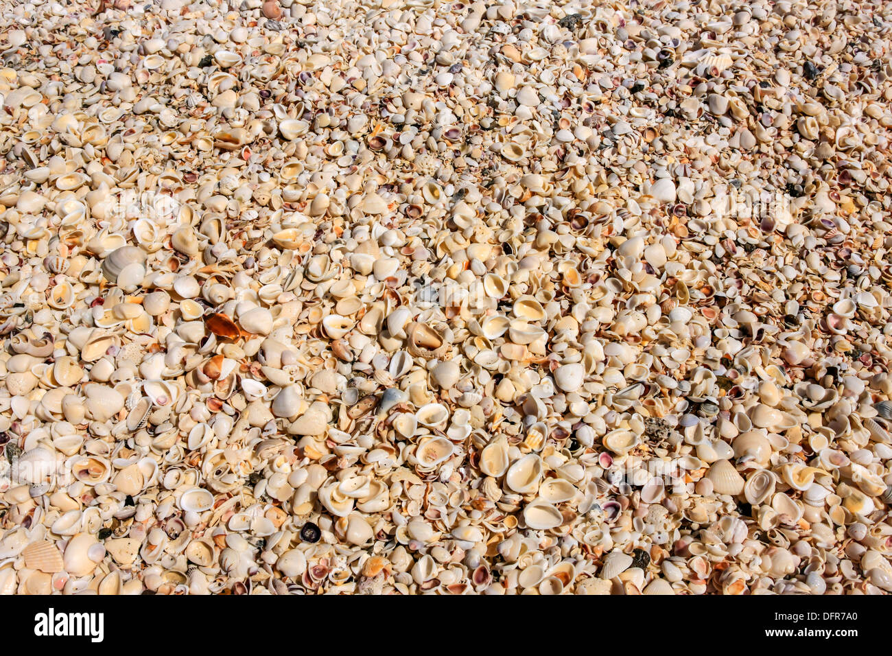 Millions of sea shells on Engelwood beach in SW Florida Stock Photo - Alamy