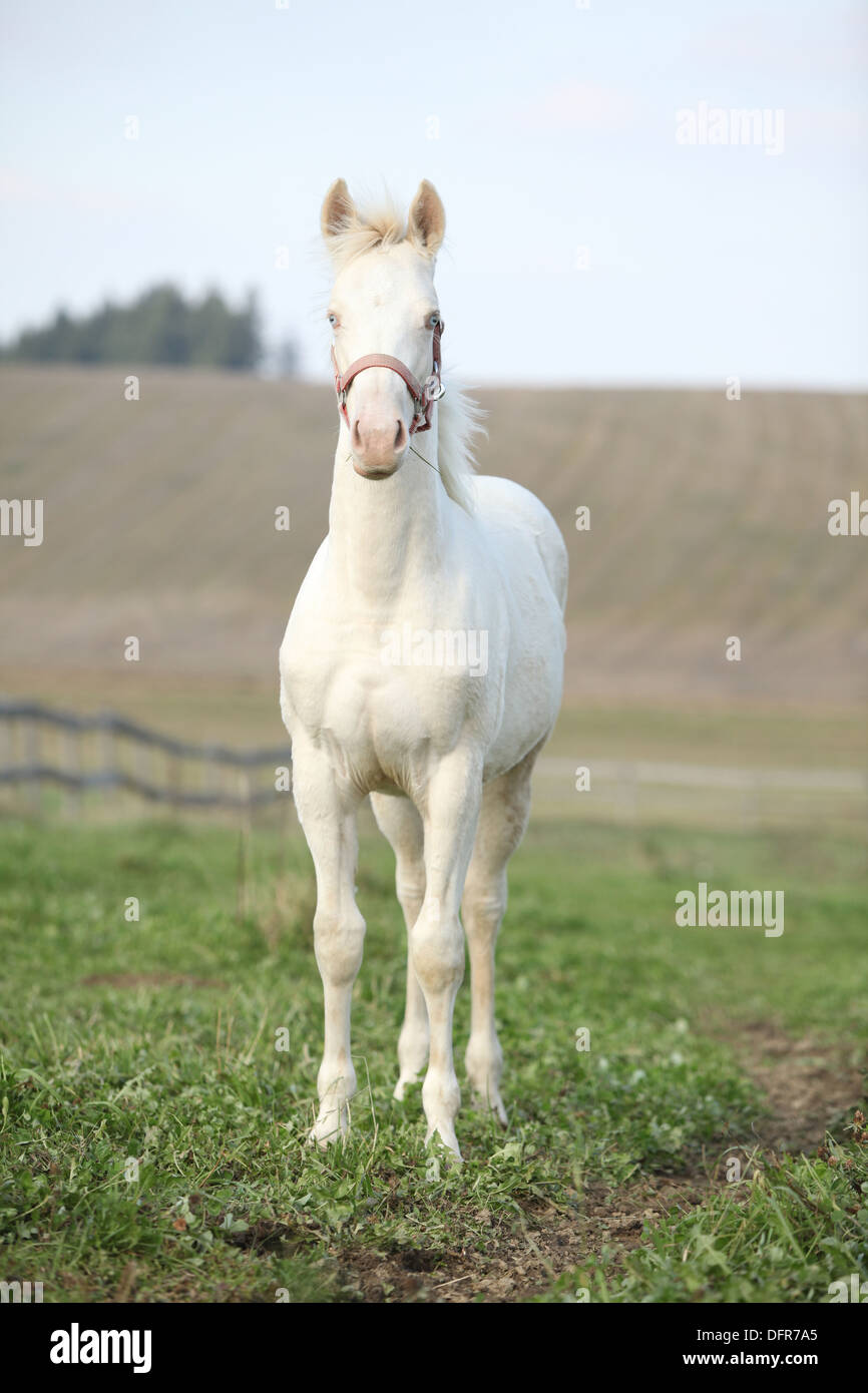 Albino stallion hi-res stock photography and images - Alamy