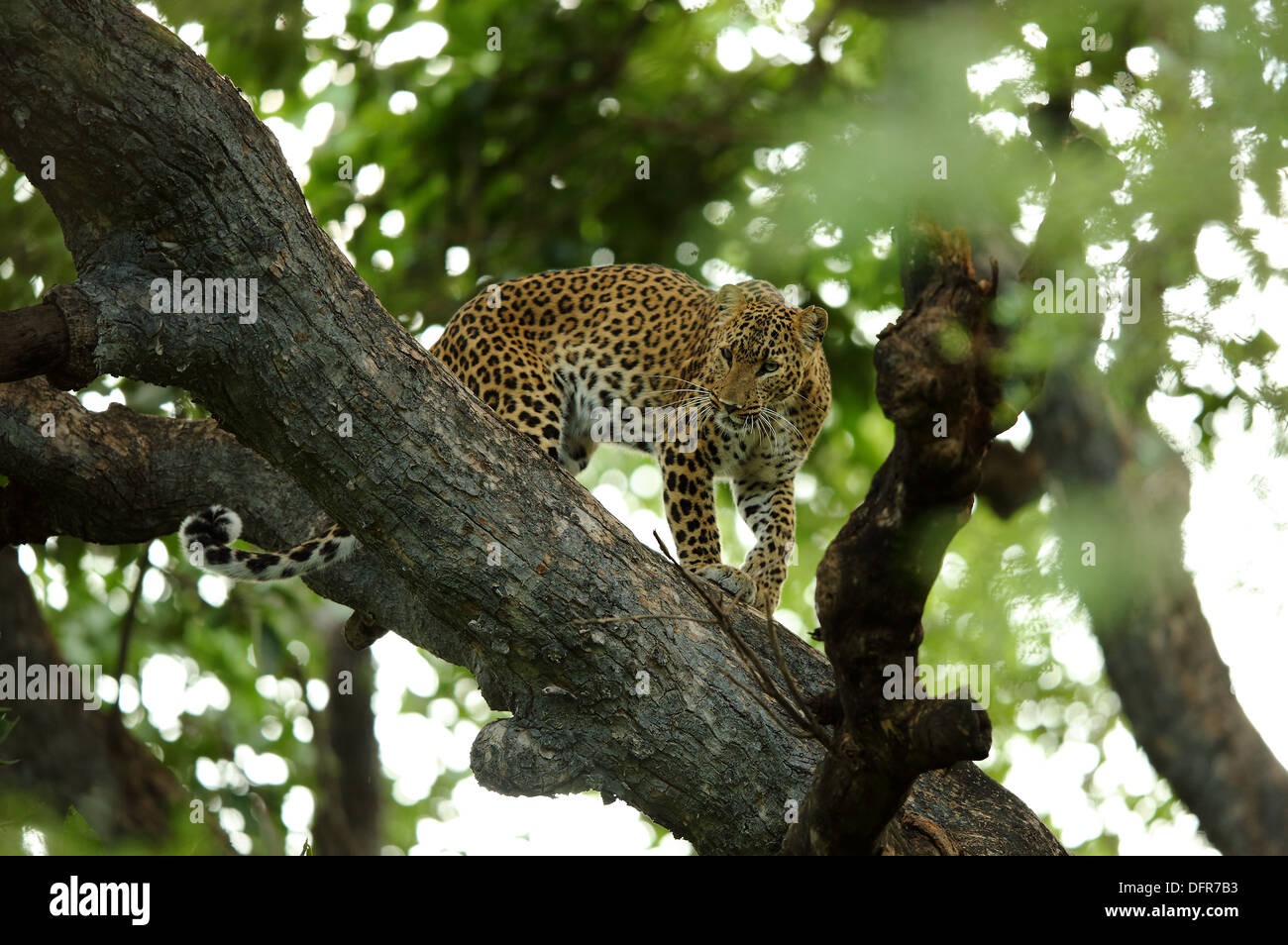 Leopard on the tree at Ranthambhore National Park in Rajasthan Stock ...