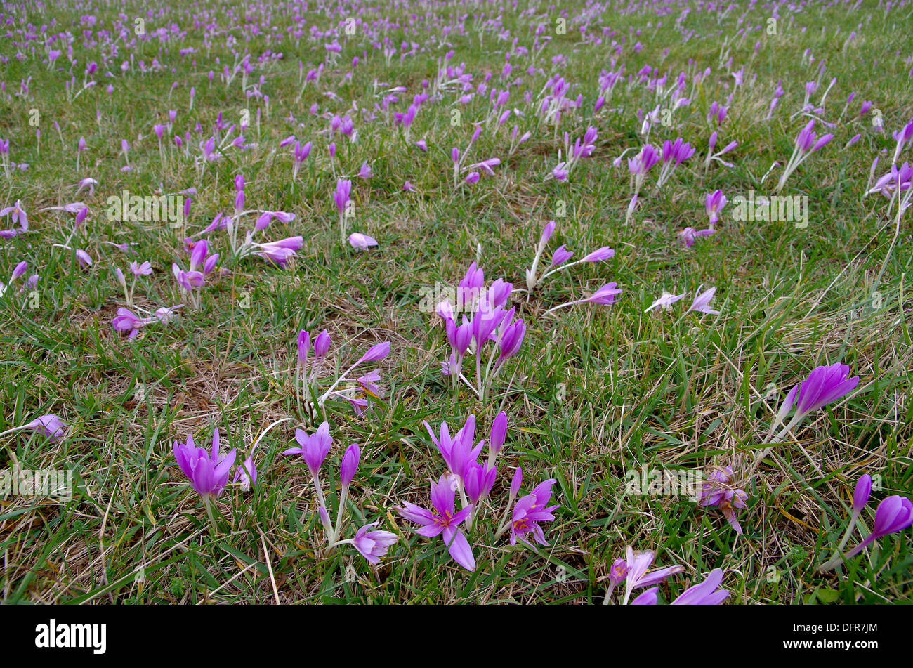 meadow with autumn crocuses Stock Photo - Alamy