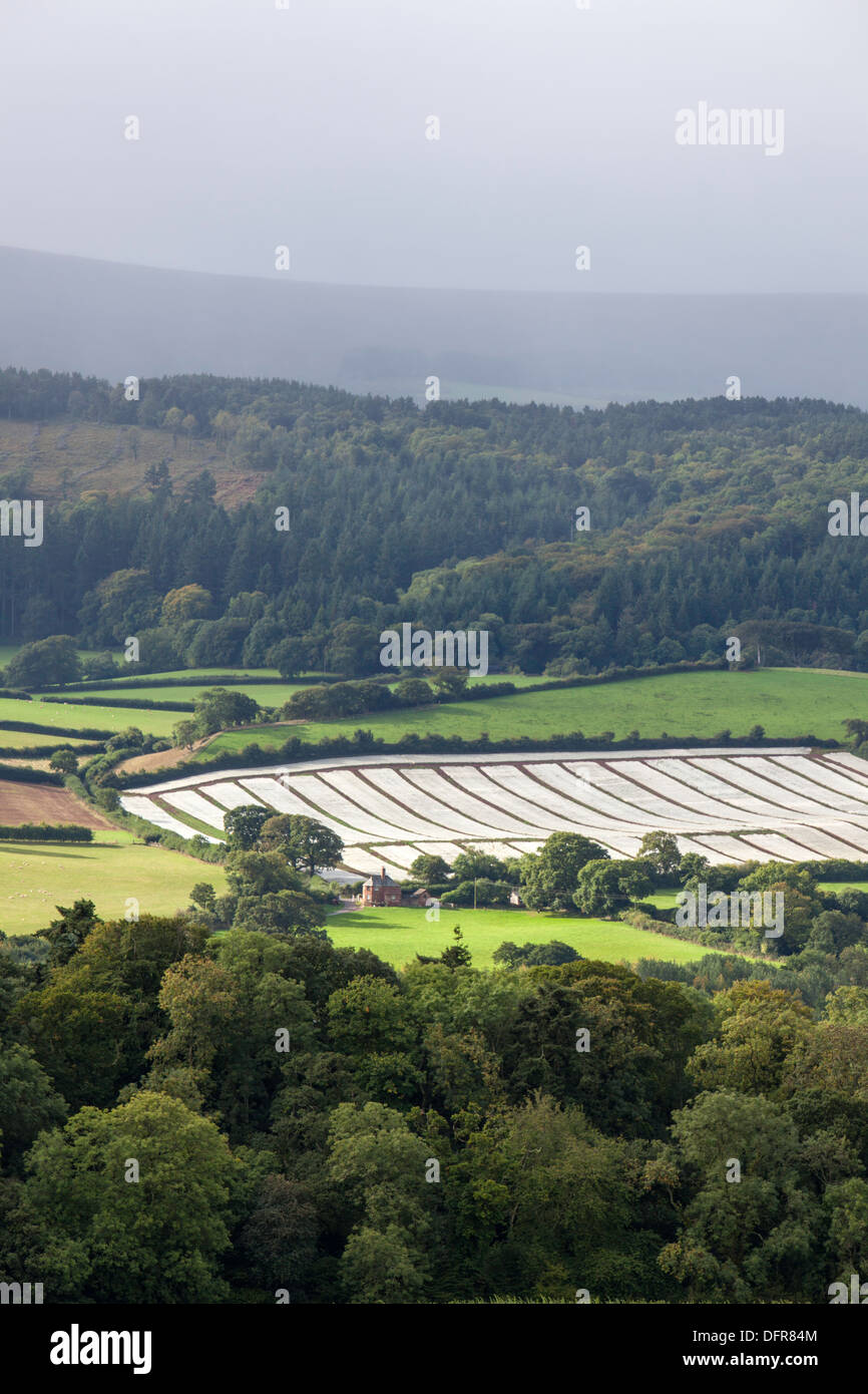 Farm crop under plastic sheeting near Porlock, Exmoor National Park ...