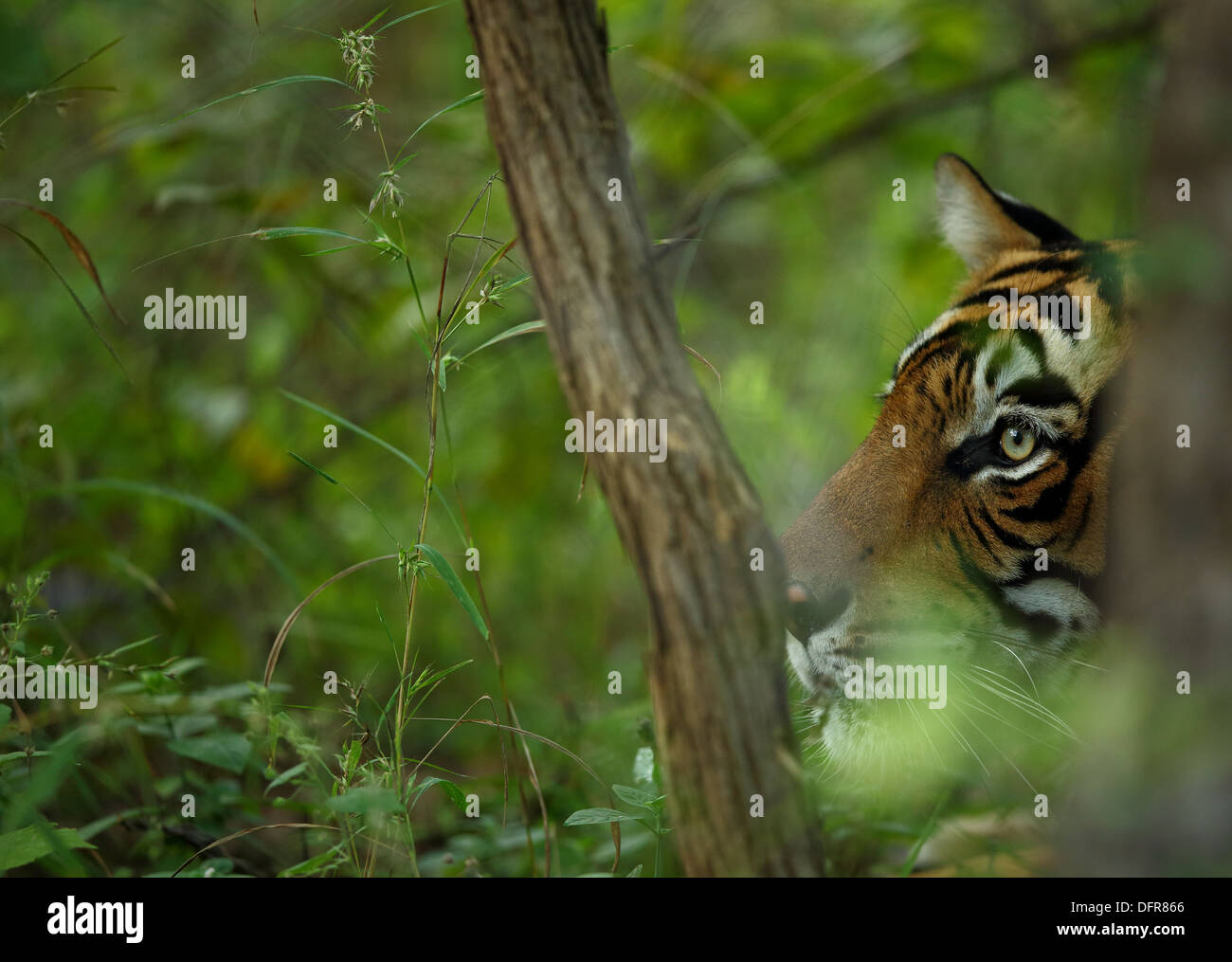 Portrait of Royal Bengal Tiger in green forest of Ranthambhore National ...