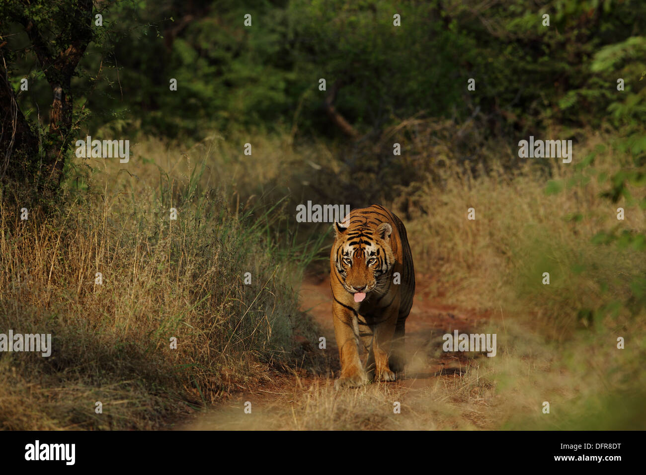 Head shot of Royal bengal tiger in monsoon forest of Ranthambhore ...
