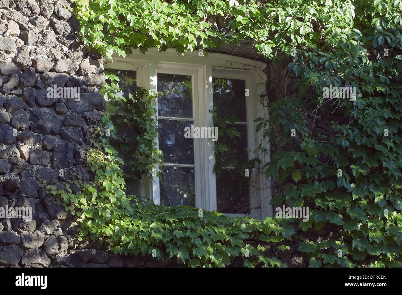 Ivy Growing Around Window High Resolution Stock Photography and Images ...