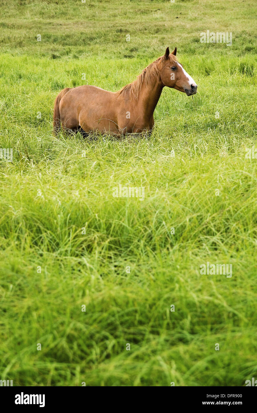 Horse standing in grass Stock Photo - Alamy