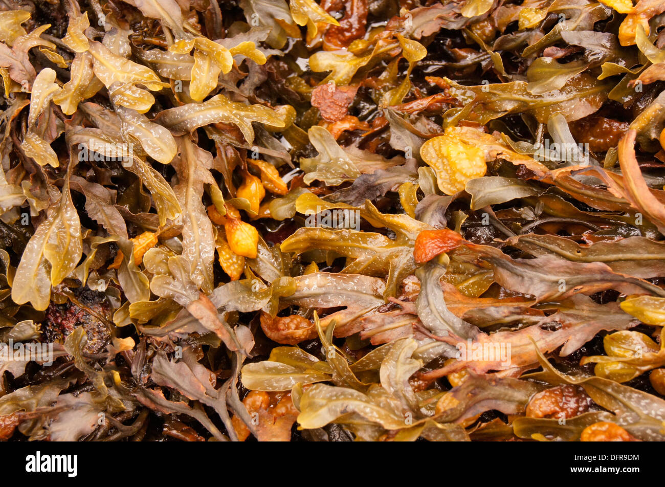 Bladderwrack seaweed hi-res stock photography and images - Alamy