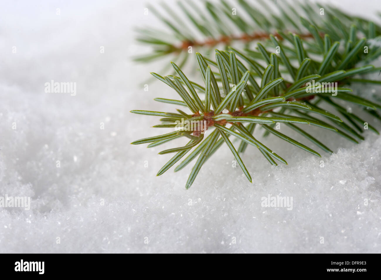 Green bough hi-res stock photography and images - Alamy
