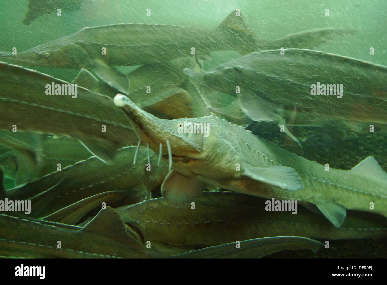 Volga fishing sturgeon hi-res stock photography and images - Alamy