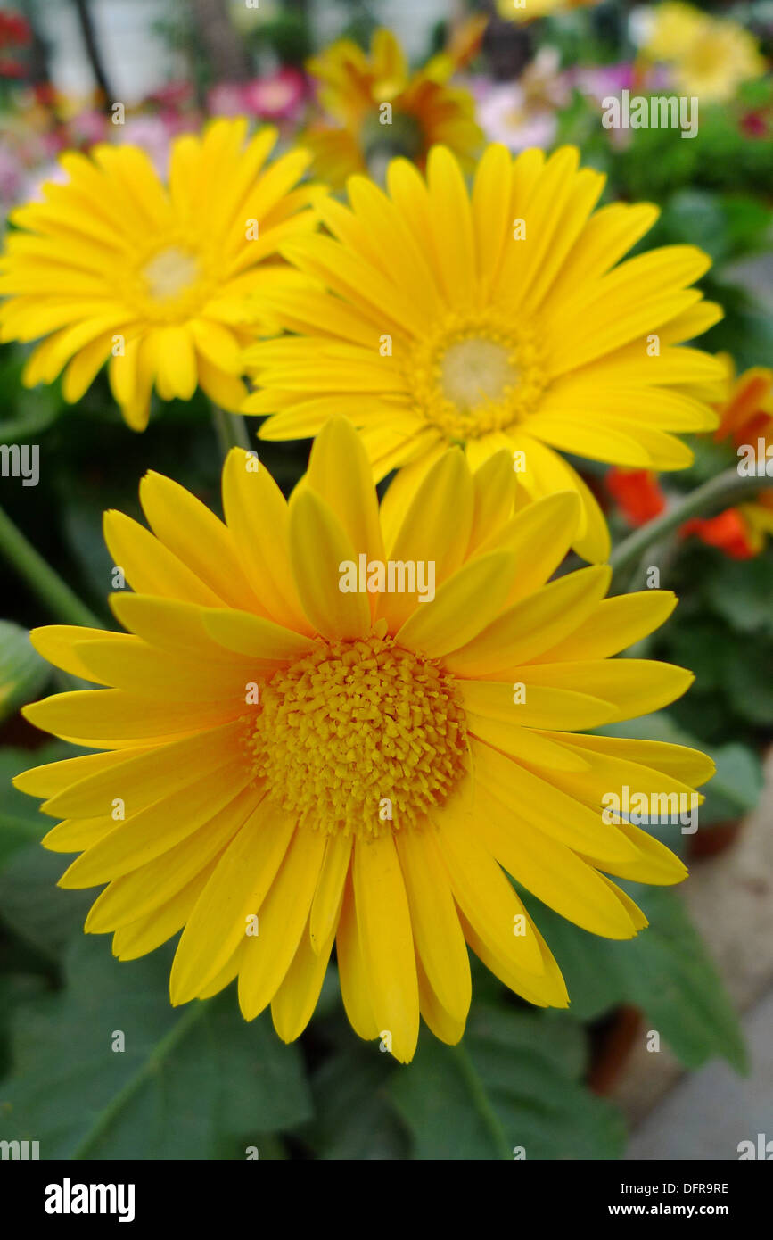 Transvaal landscape hi-res stock photography and images - Alamy