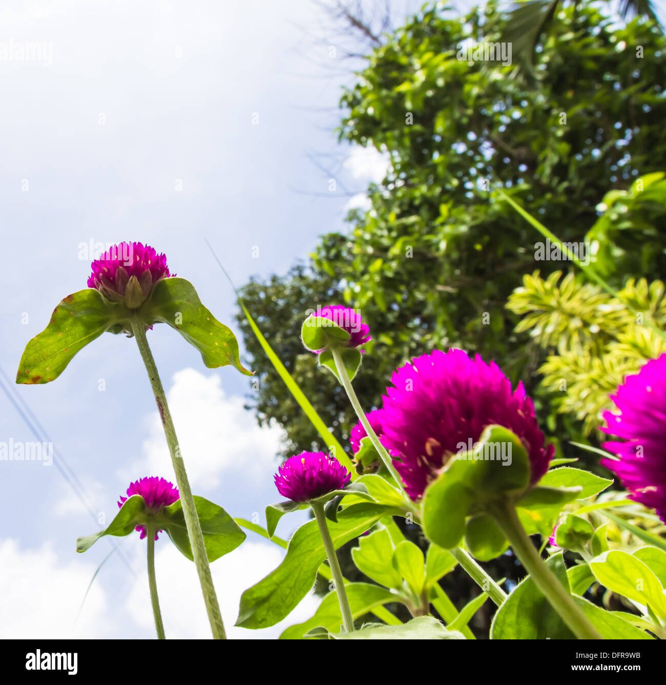 Bachelor button flower hi-res stock photography and images - Alamy