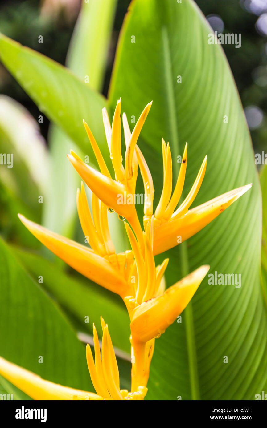 Heliconia flower in garden Stock Photo - Alamy