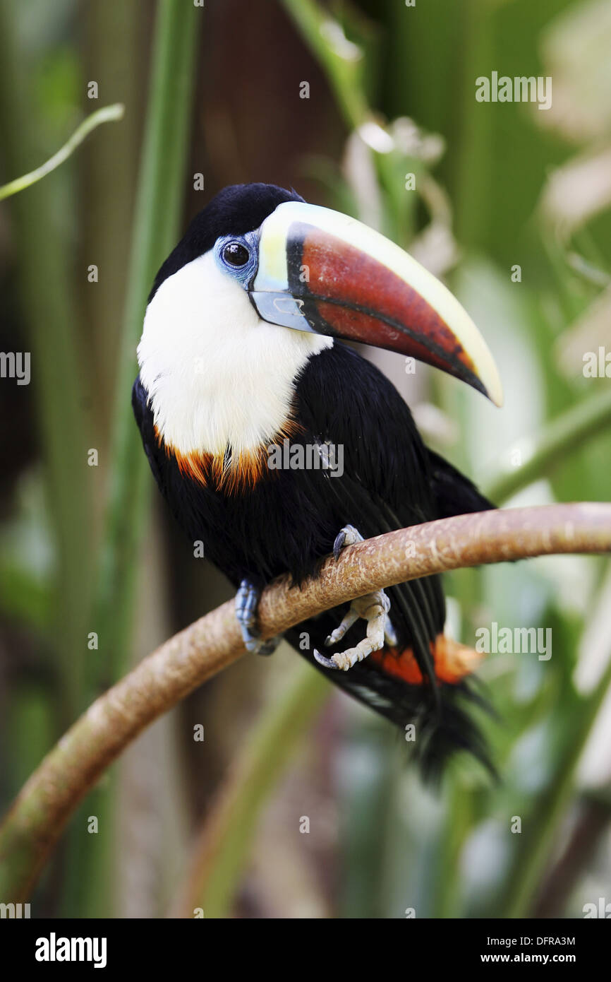 Ramphastos tucanus tucanus hi-res stock photography and images - Alamy