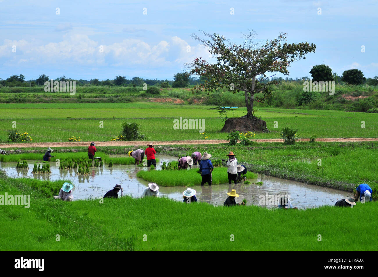 Rice cultivation in Thailand - Rice planting (Sukhothai Airport Stock ...