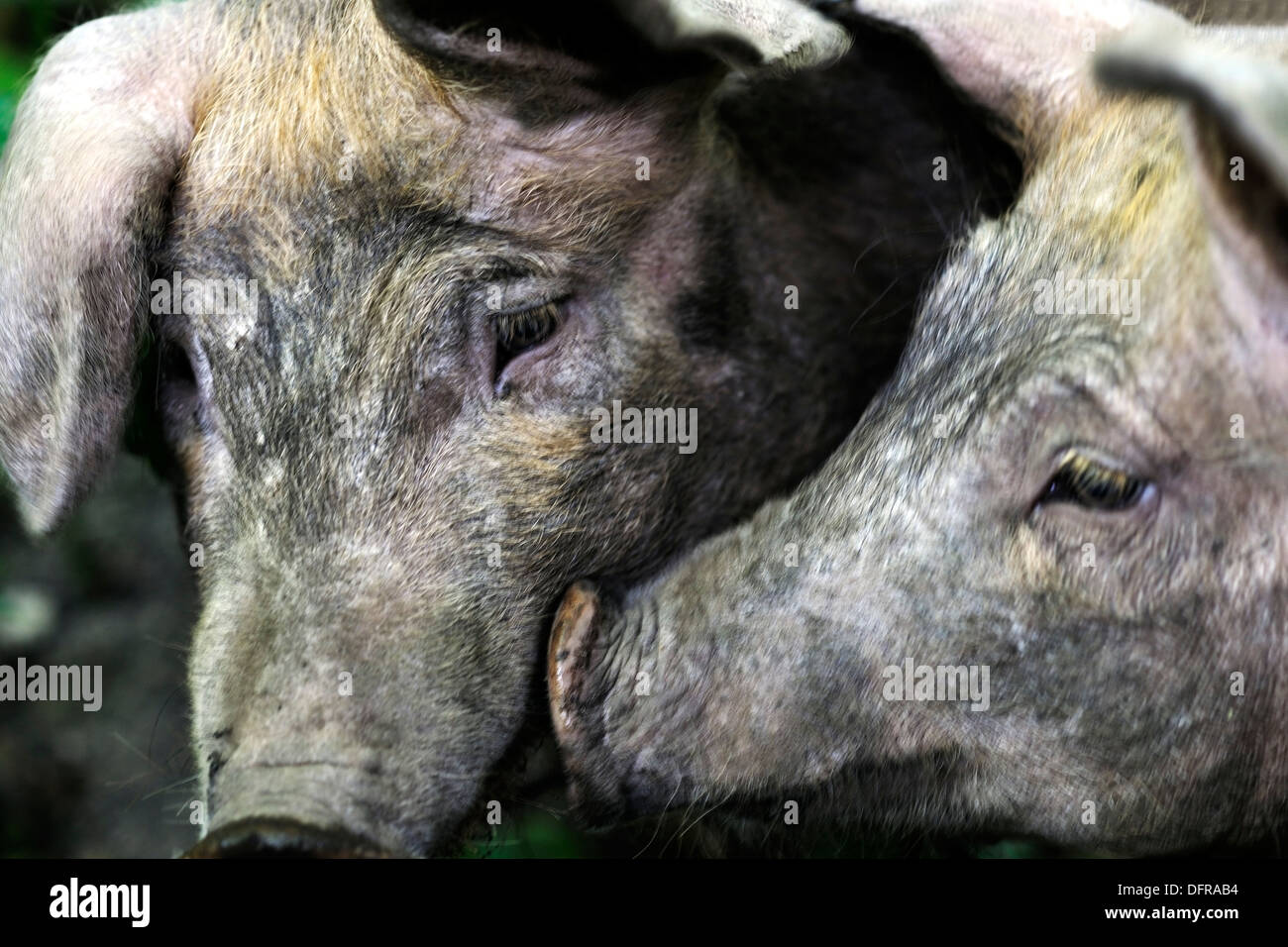 Mucky faces hi-res stock photography and images - Alamy