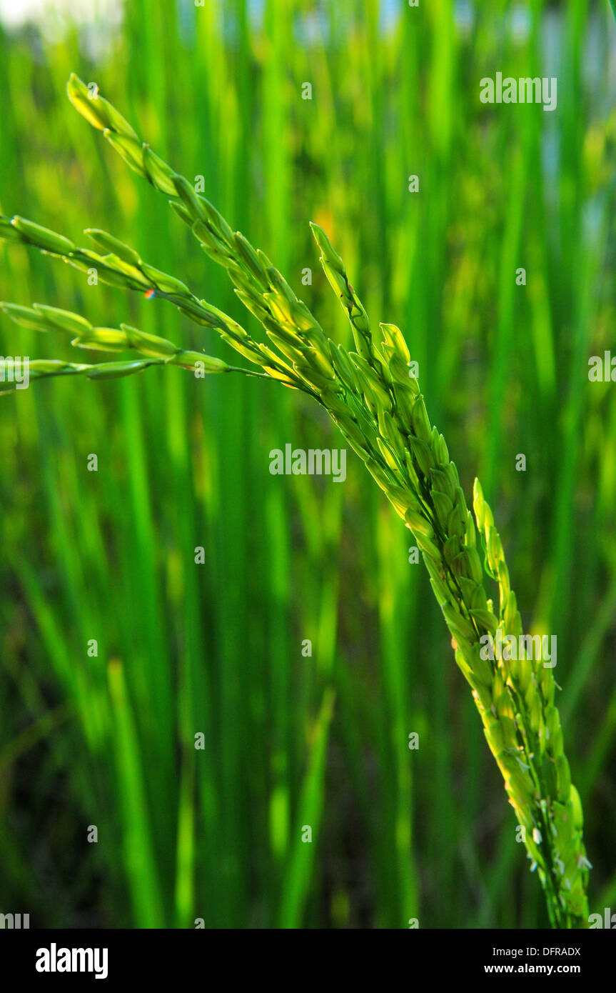 Spikelets of rice hi-res stock photography and images - Alamy