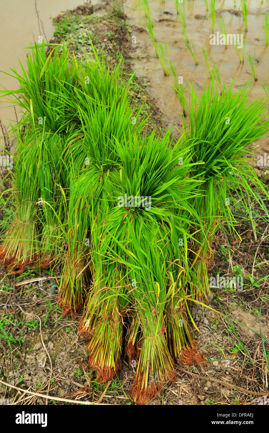 Bundles of young rice plants hi-res stock photography and images - Alamy
