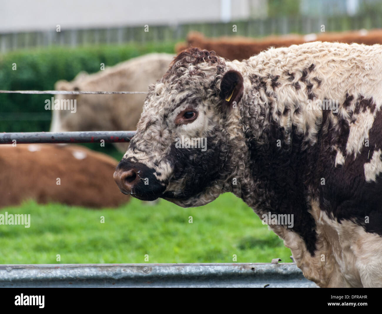 Irish Moiled High Resolution Stock Photography and Images - Alamy