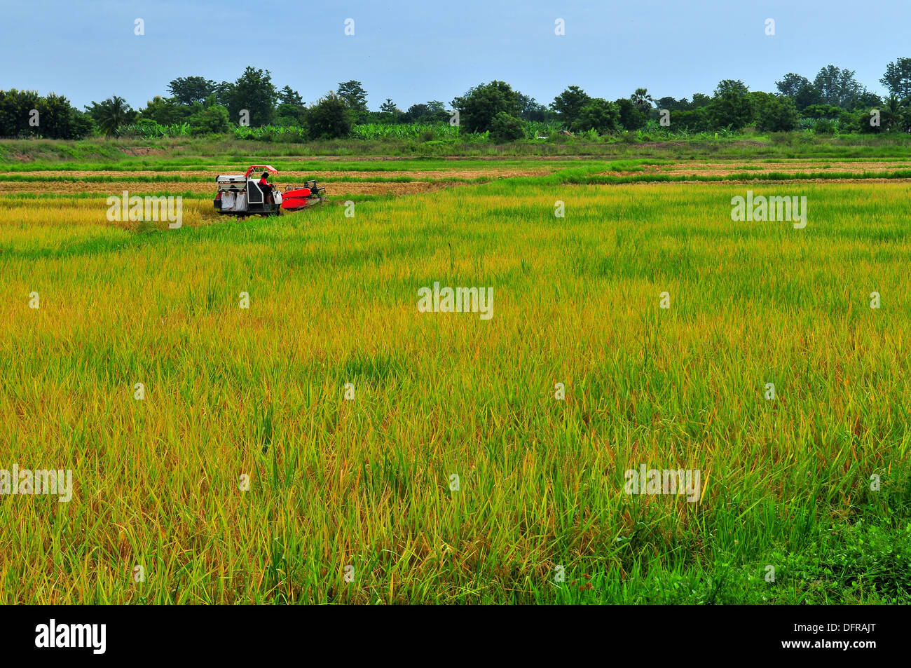 Rice cultivation in Thailand - Rice harvest tractor in organic paddy ...