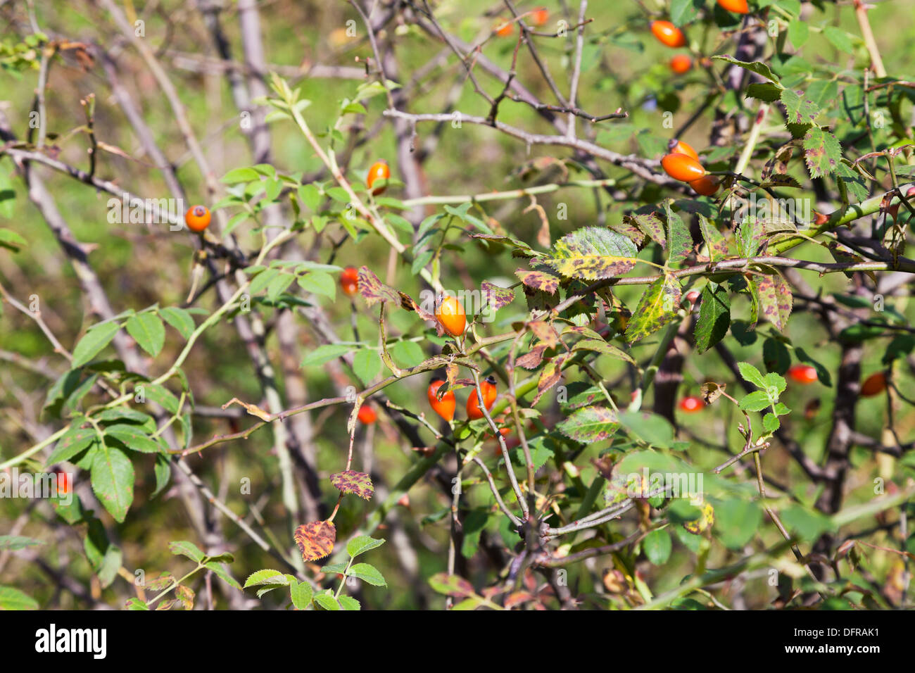 Thorn forest hi-res stock photography and images - Alamy