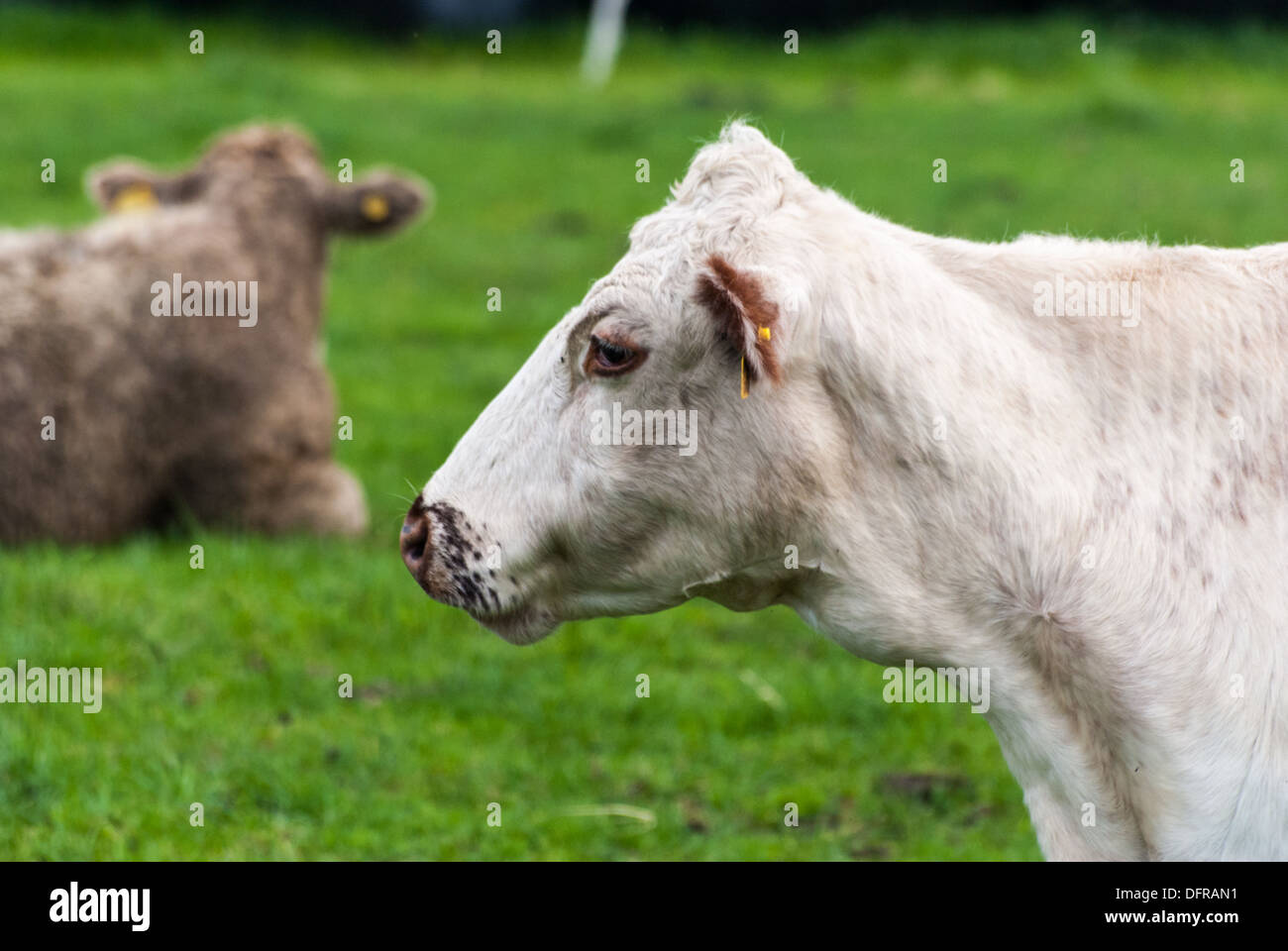 Irish moiled hi-res stock photography and images - Alamy