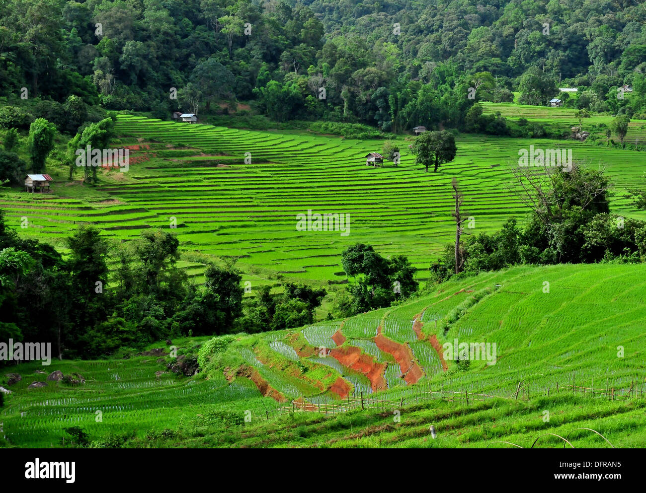 Rice cultivation in Thailand - Lush green terraced paddy fields in ...