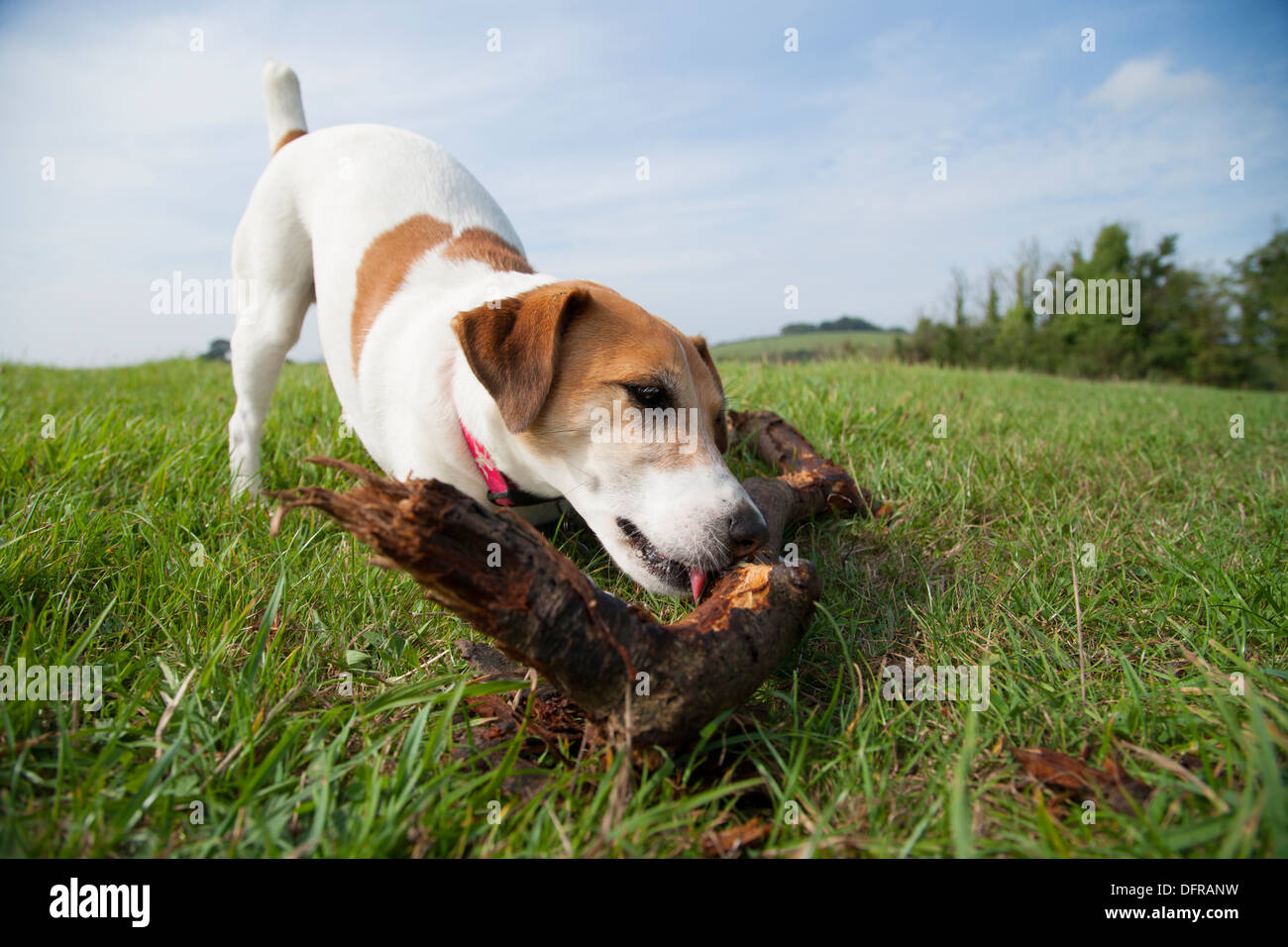 Jack russell dog hi-res stock photography and images - Alamy