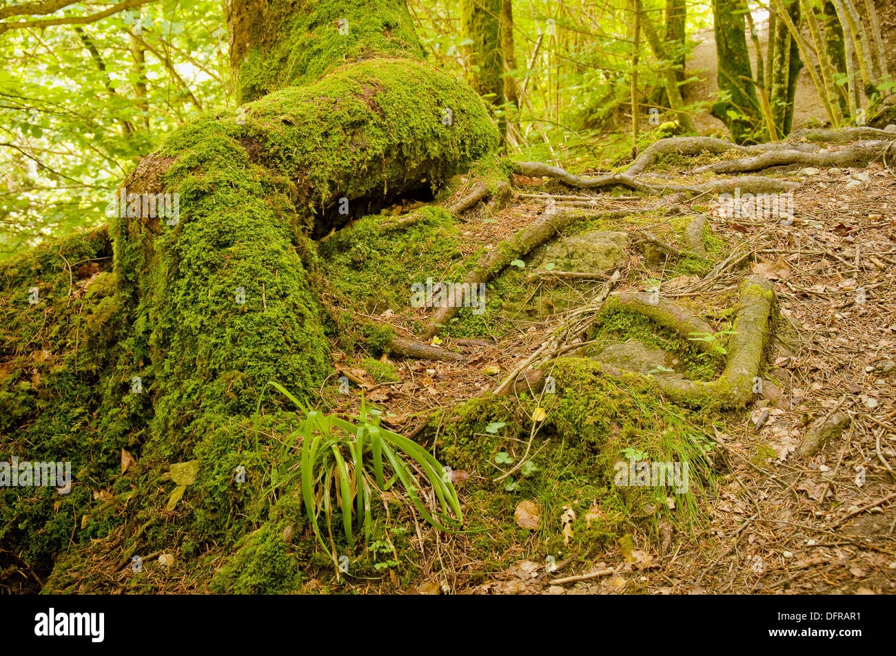 Planta de la selva hi-res stock photography and images - Alamy