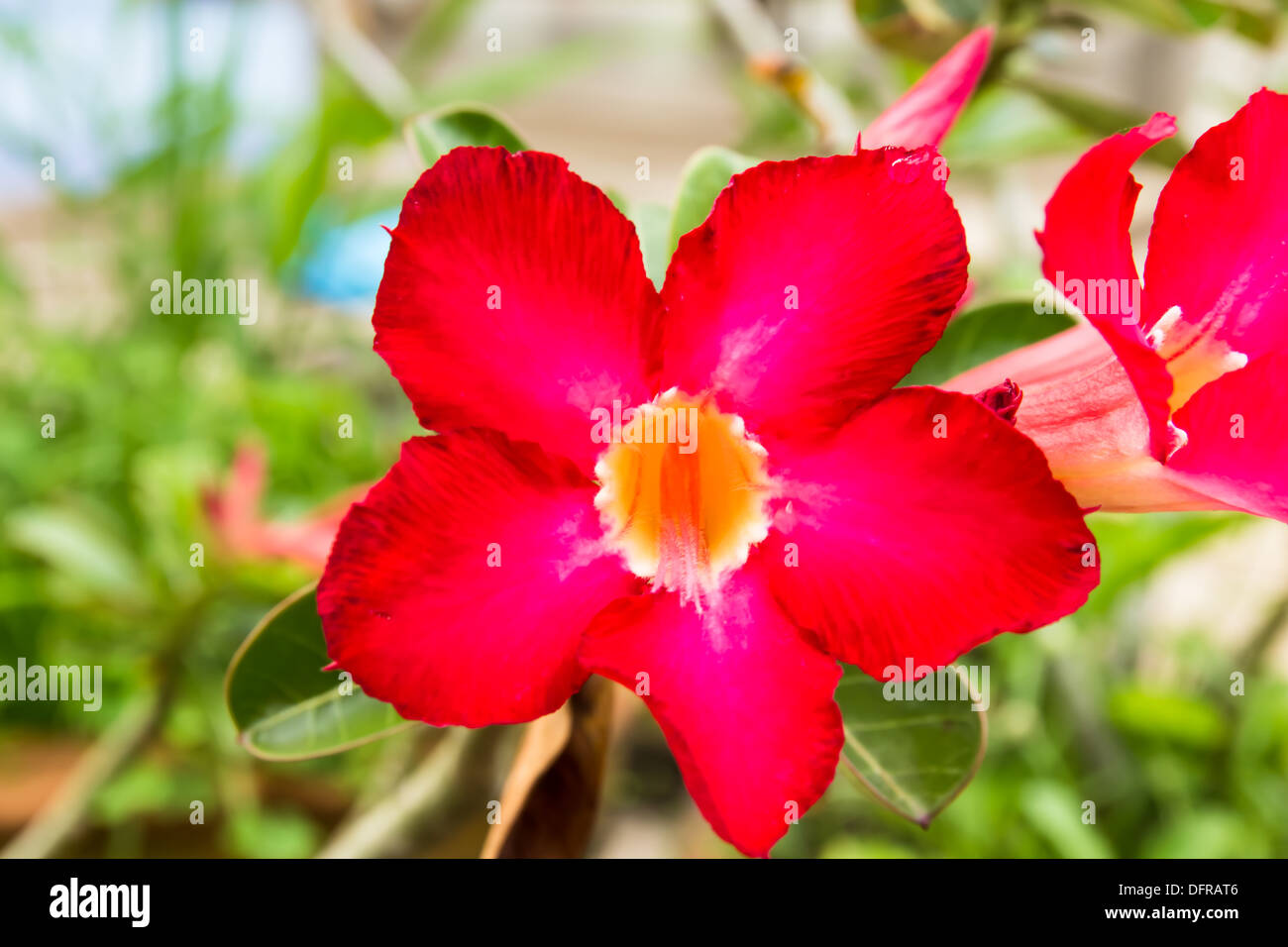 Kalachuchi flowers hi-res stock photography and images - Alamy