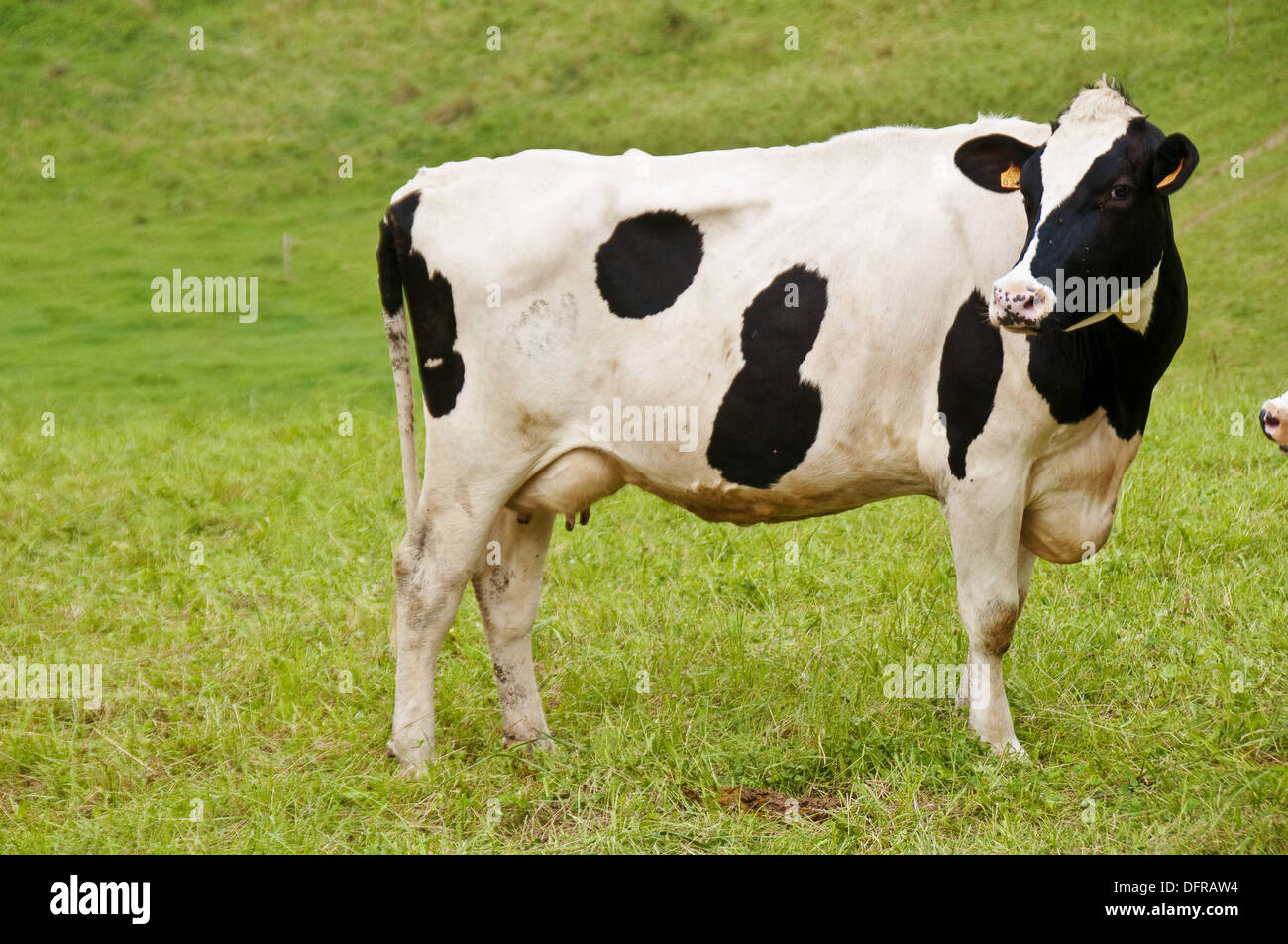 Vaca perfil hi-res stock photography and images - Alamy