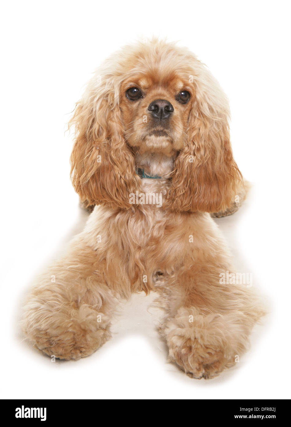 American cocker spaniel Single adult laying in a studio Stock Photo - Alamy