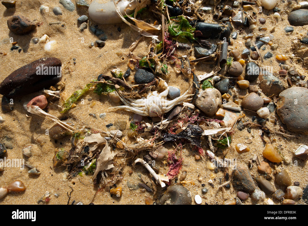 Sea erosion shells hi-res stock photography and images - Alamy