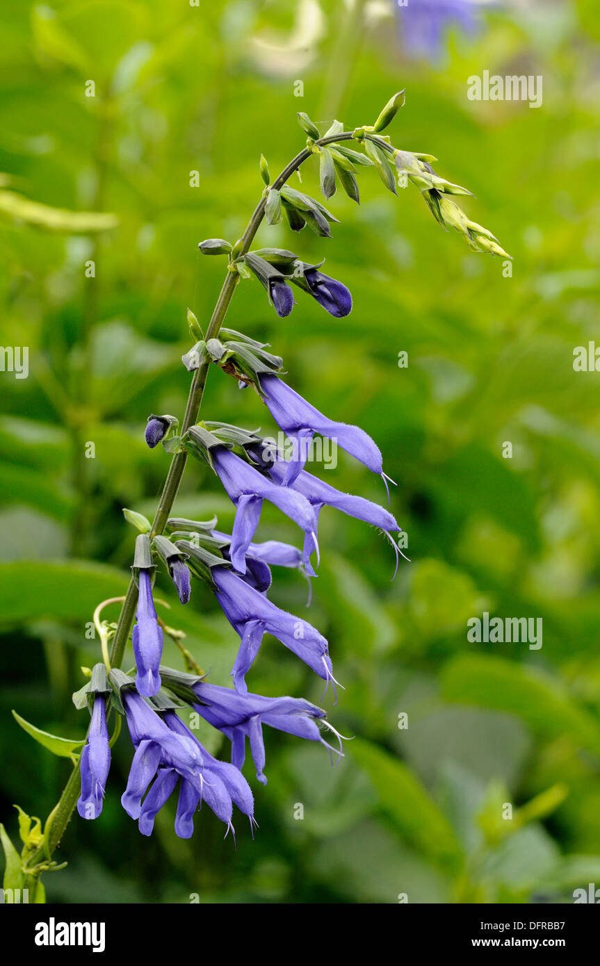 Salvia guaranitica Blue Enigma Stock Photo - Alamy