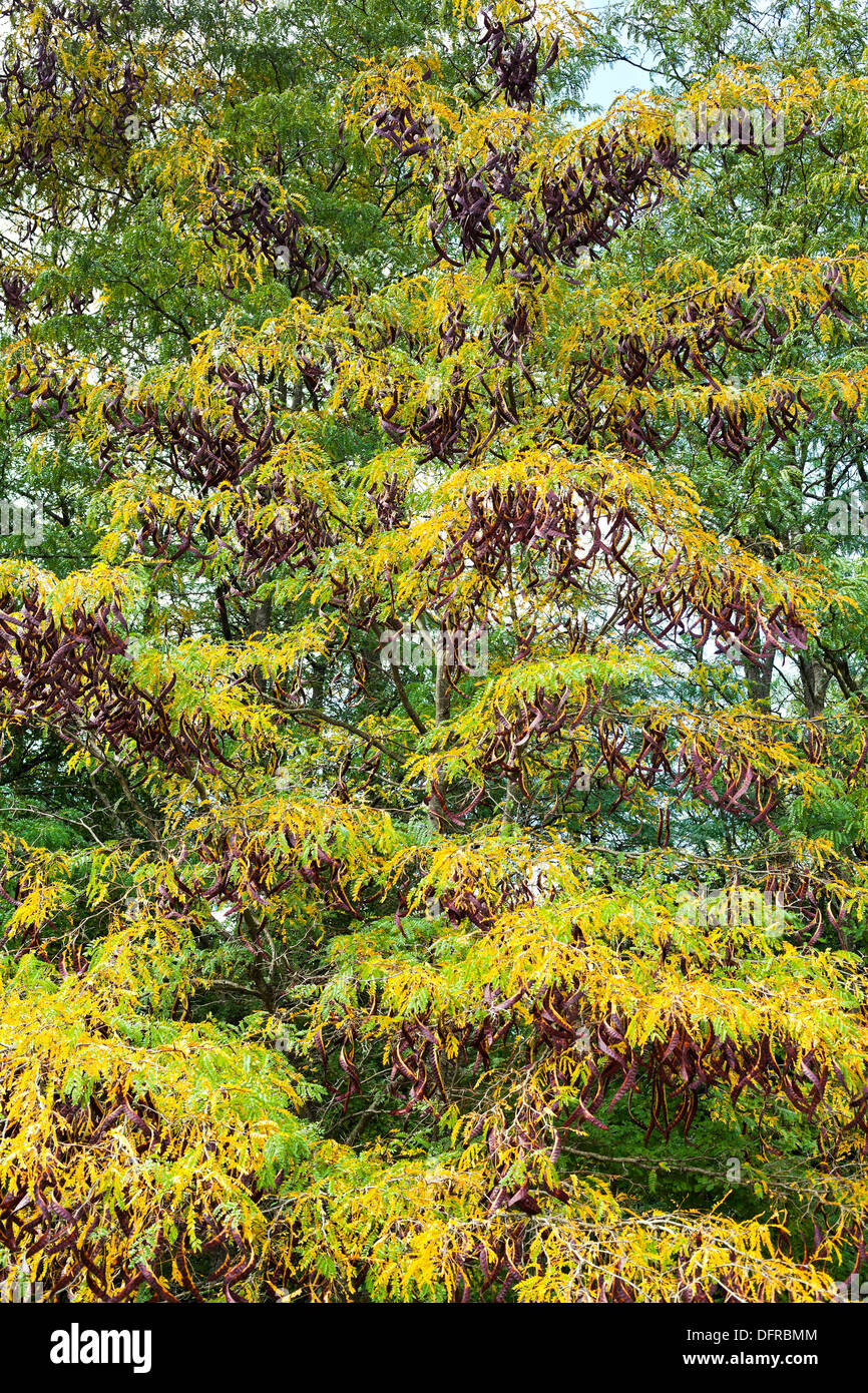 Acacia fruit hi-res stock photography and images - Alamy