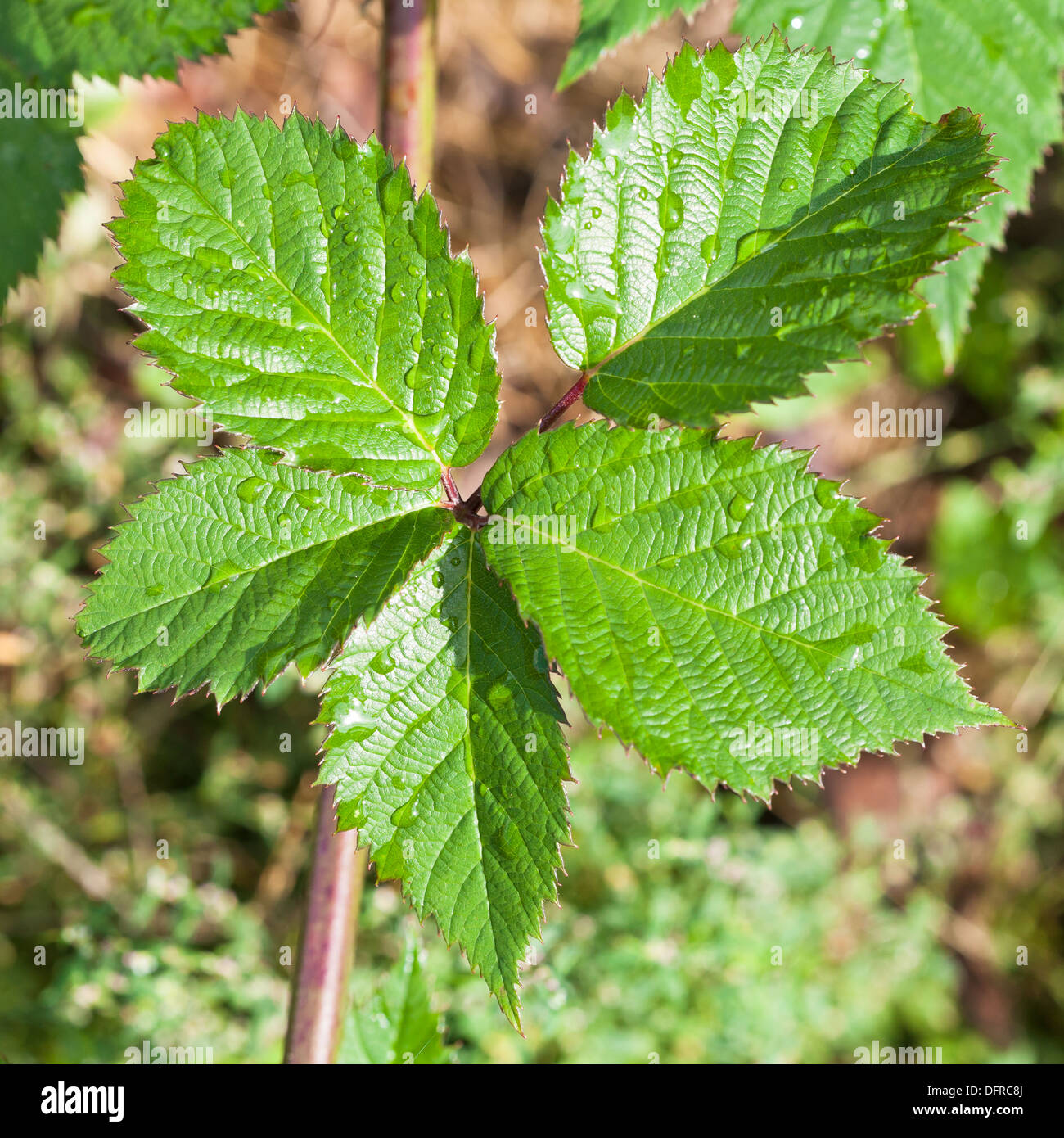 Blackberry Plant Leaves
