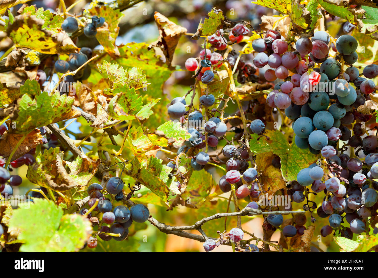 Sun dried grapes hi-res stock photography and images - Alamy
