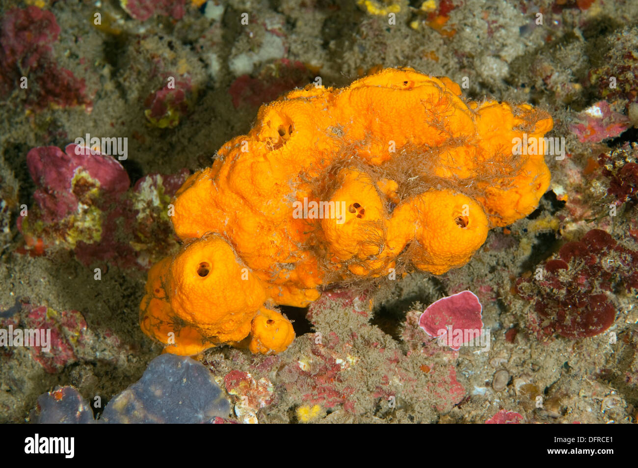 Sponge, Agelas oroides, Sarıgerme Fethiye Turkey Stock Photo - Alamy