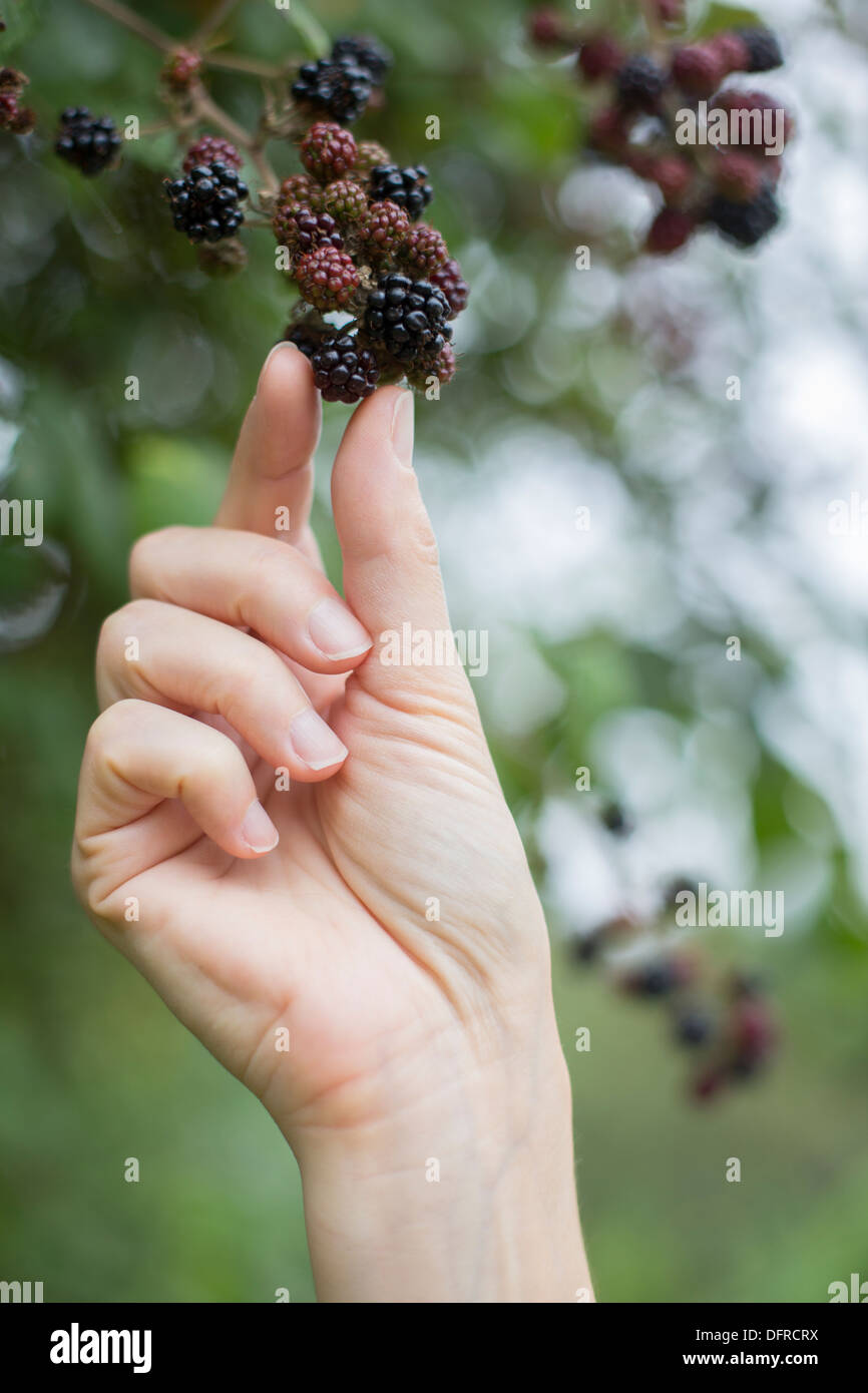 Gathering wild blackberries hi-res stock photography and images - Alamy