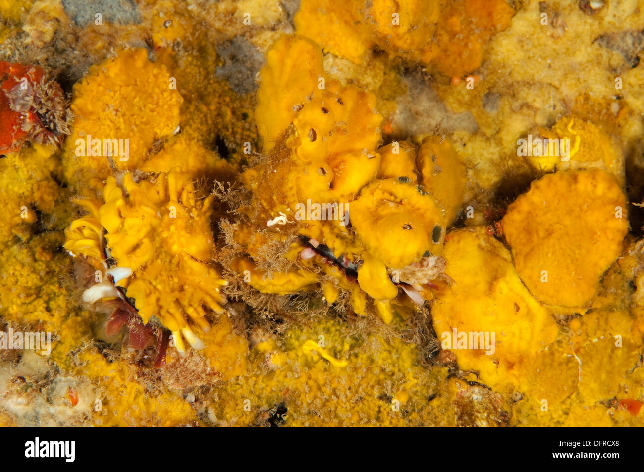Oyster sponge, Crambe crambe, and oysters, Pinctata radiata, Sarıgerme ...