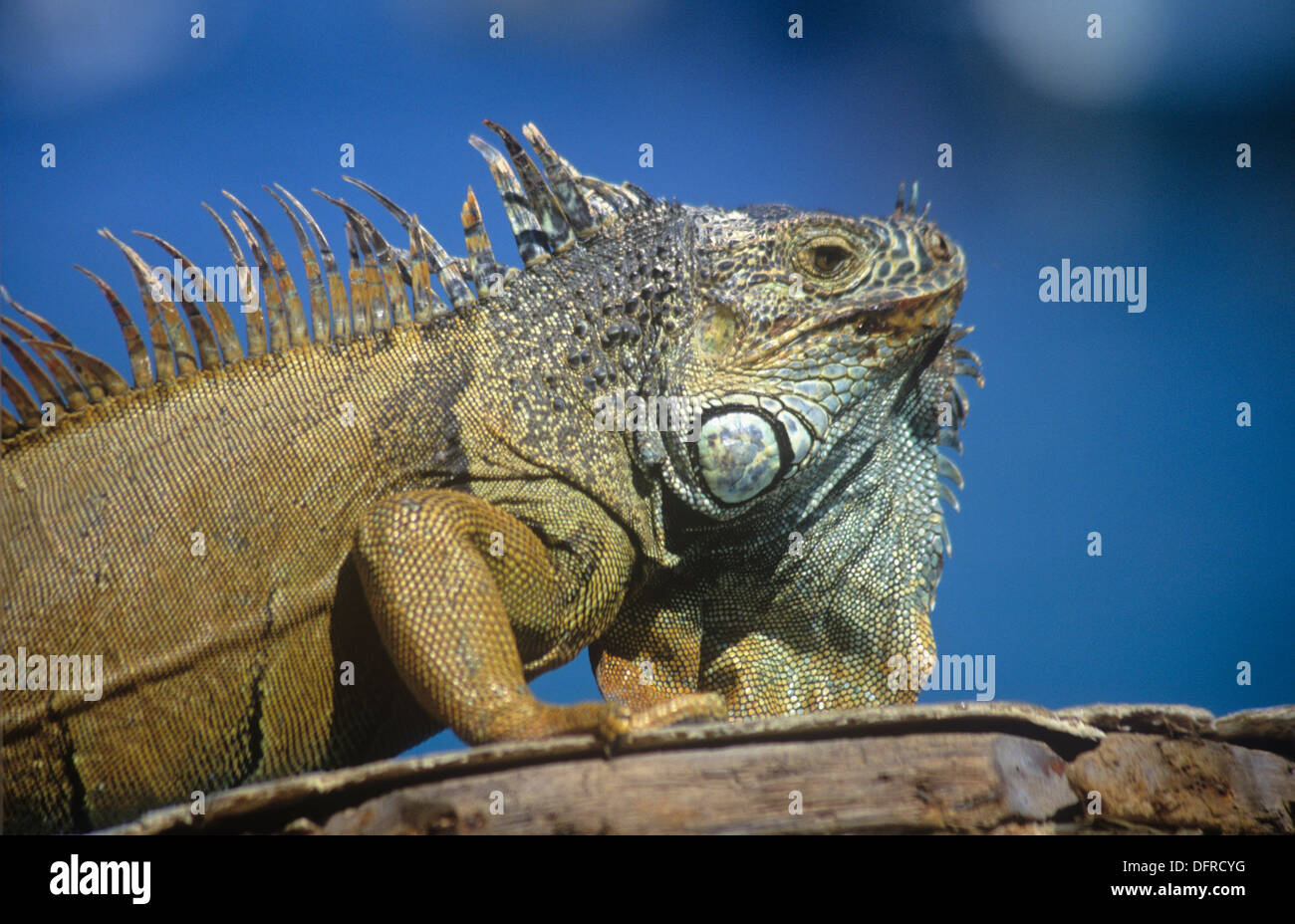 Night of the iguana film hi-res stock photography and images - Alamy