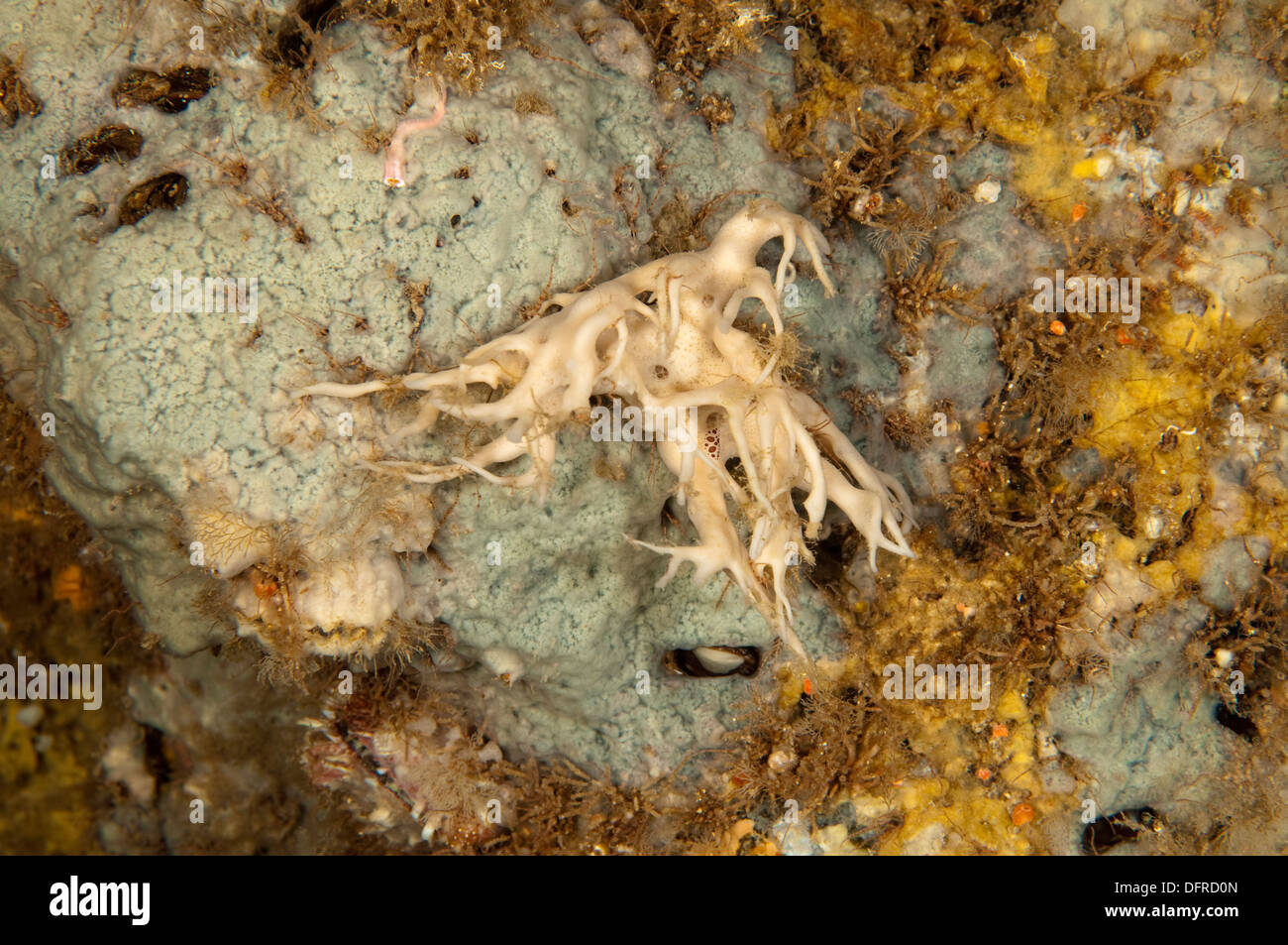 Cave sponge, Petrocia ficiformis, Sarıgerme Fethiye Turkey Stock Photo ...