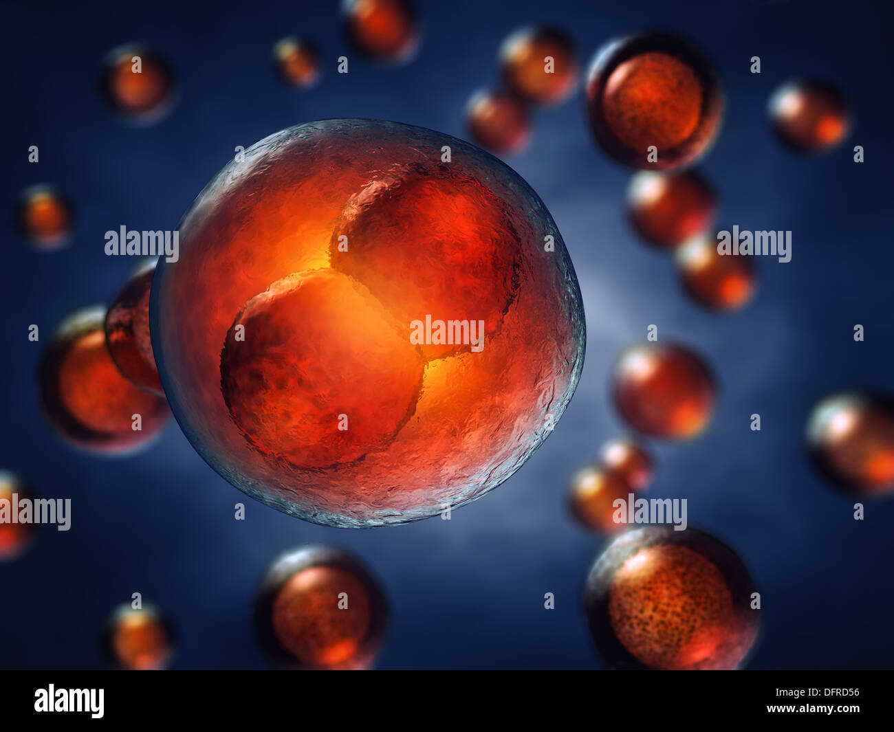 Two-cell embryo , 3d illustration Stock Photo - Alamy