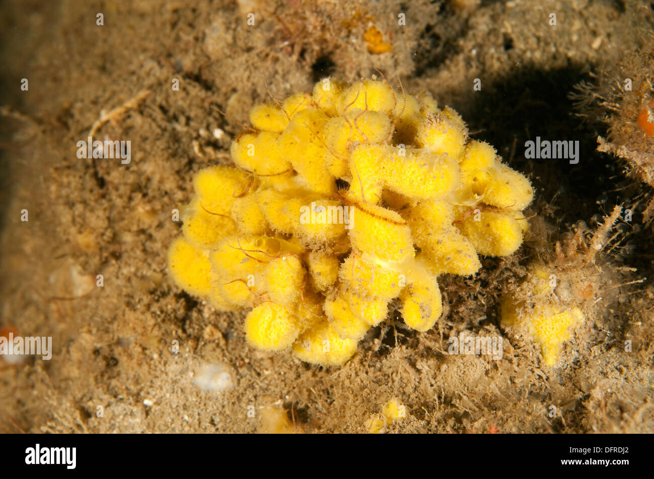 Yellow branching sponge hi-res stock photography and images - Alamy