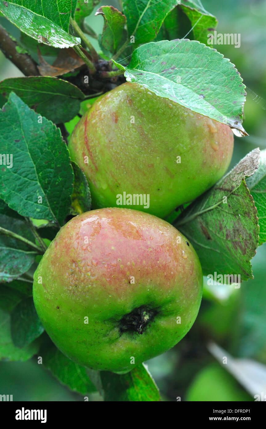 Bramley hi-res stock photography and images - Alamy