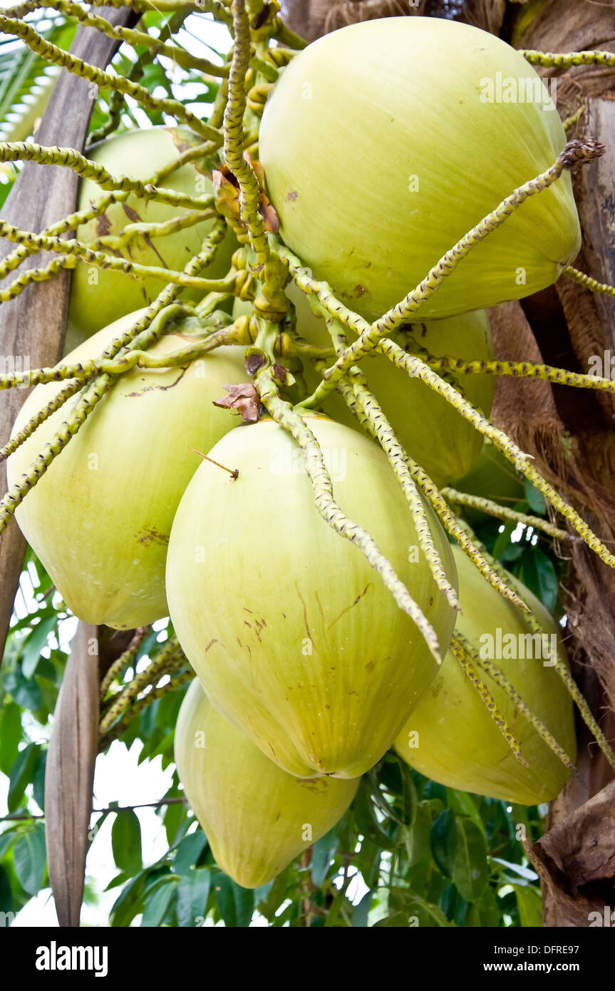 Coconut leave hi-res stock photography and images - Alamy