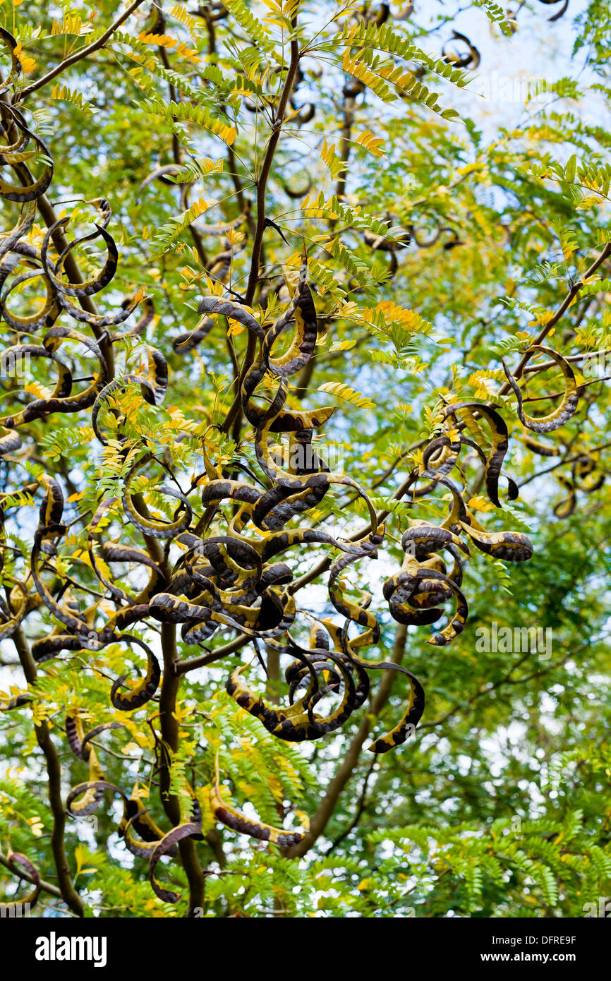 Acacia seed pods hi-res stock photography and images - Alamy