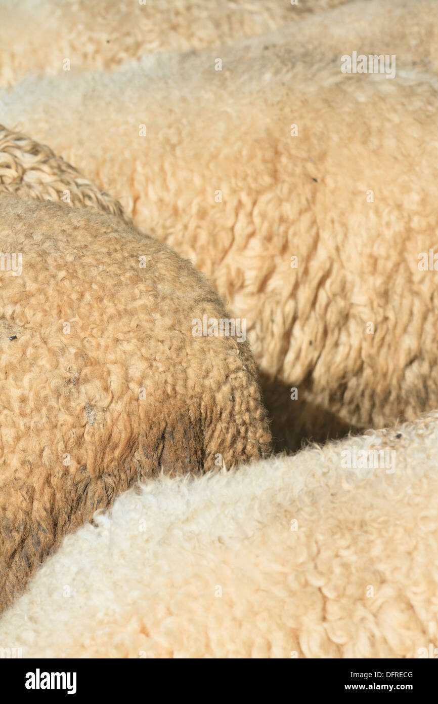 Sheep fur background Stock Photo - Alamy