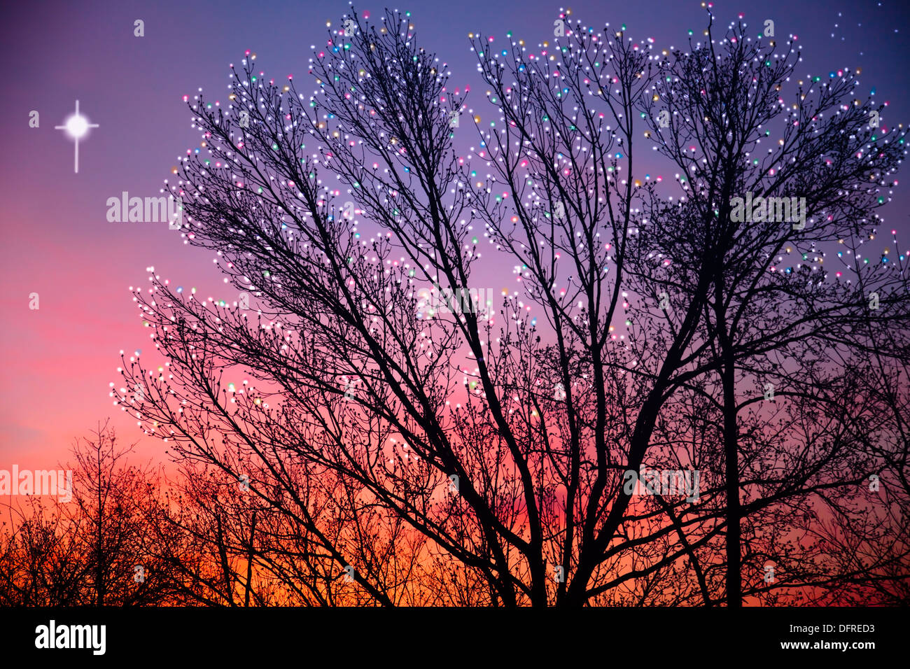The Christmas Star, on a large tree covered in pretty coloured lights ...