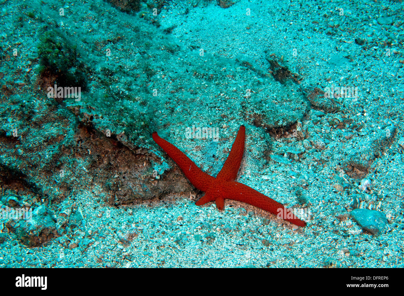Starfish echinaster sepositus hi-res stock photography and images - Alamy