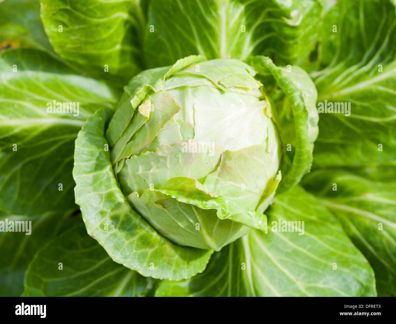 top view of head of cabbage at garden bed Stock Photo - Alamy