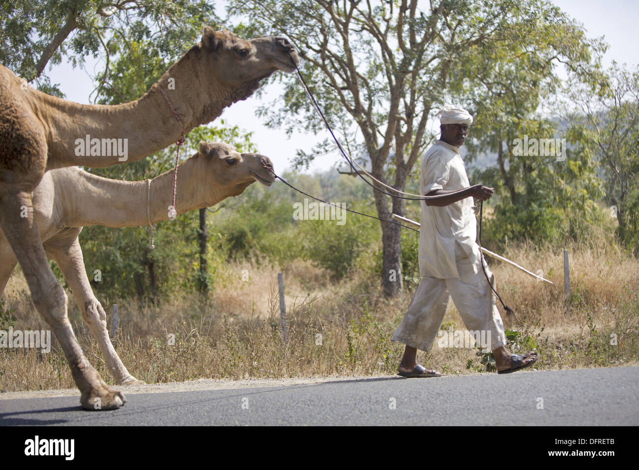 Camel going on road hi-res stock photography and images - Alamy